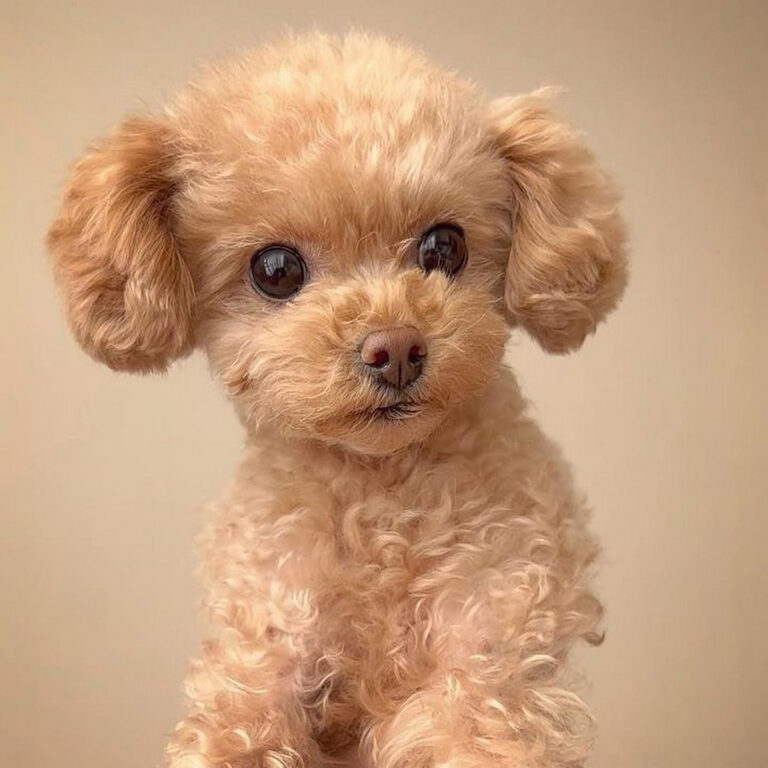 40 Adorable Poodle Haircuts Ideas for Your Pup's Next Grooming - Hood MWR