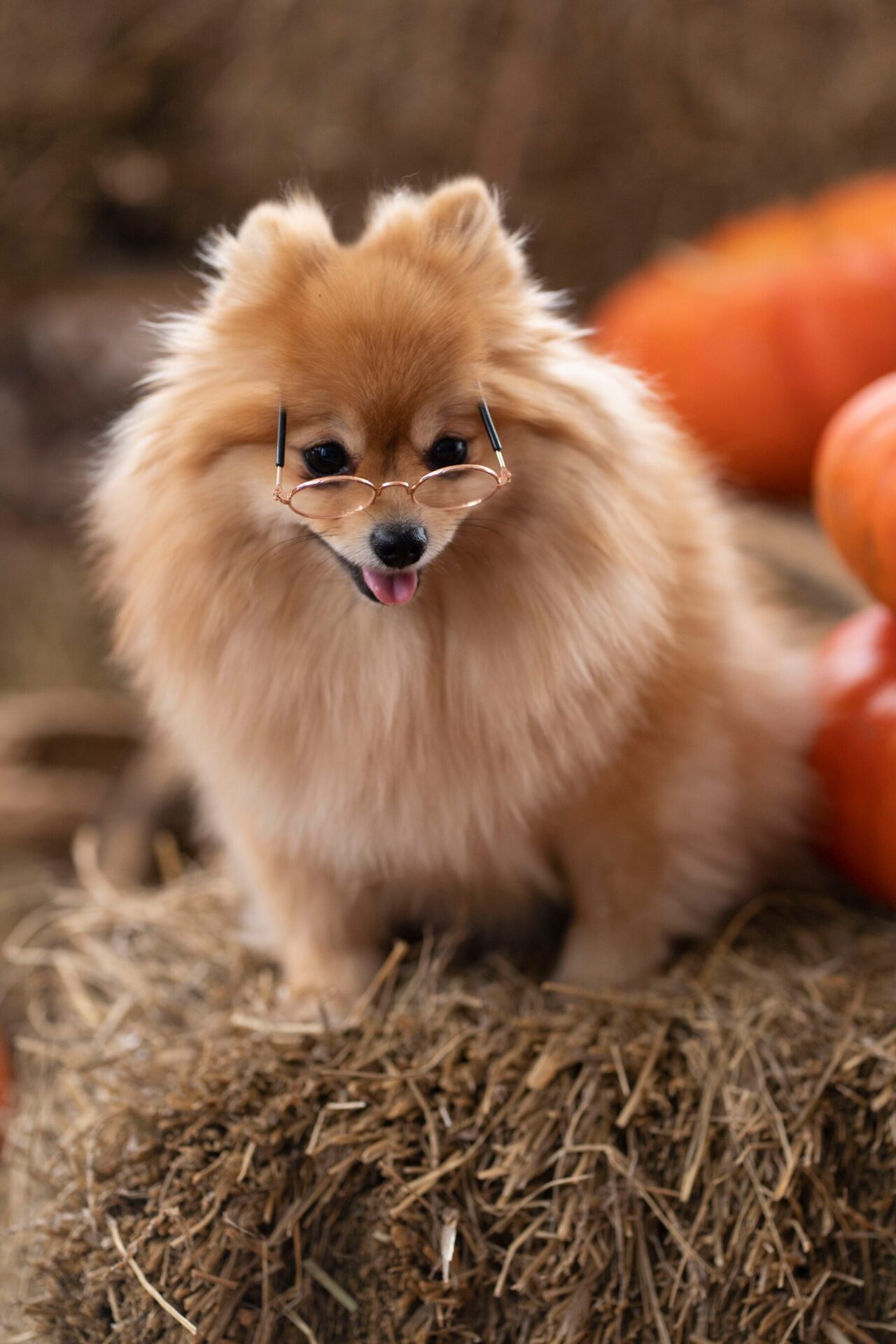35 Pomeranian Haircuts Ideas For Dog Lovers - Hood MWR