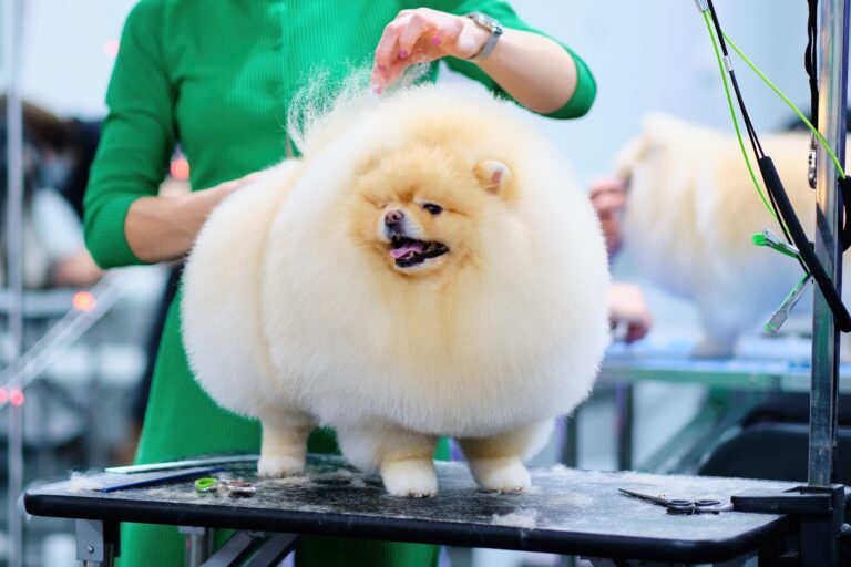 35 Pomeranian Haircuts Ideas For Dog Lovers - Hood MWR