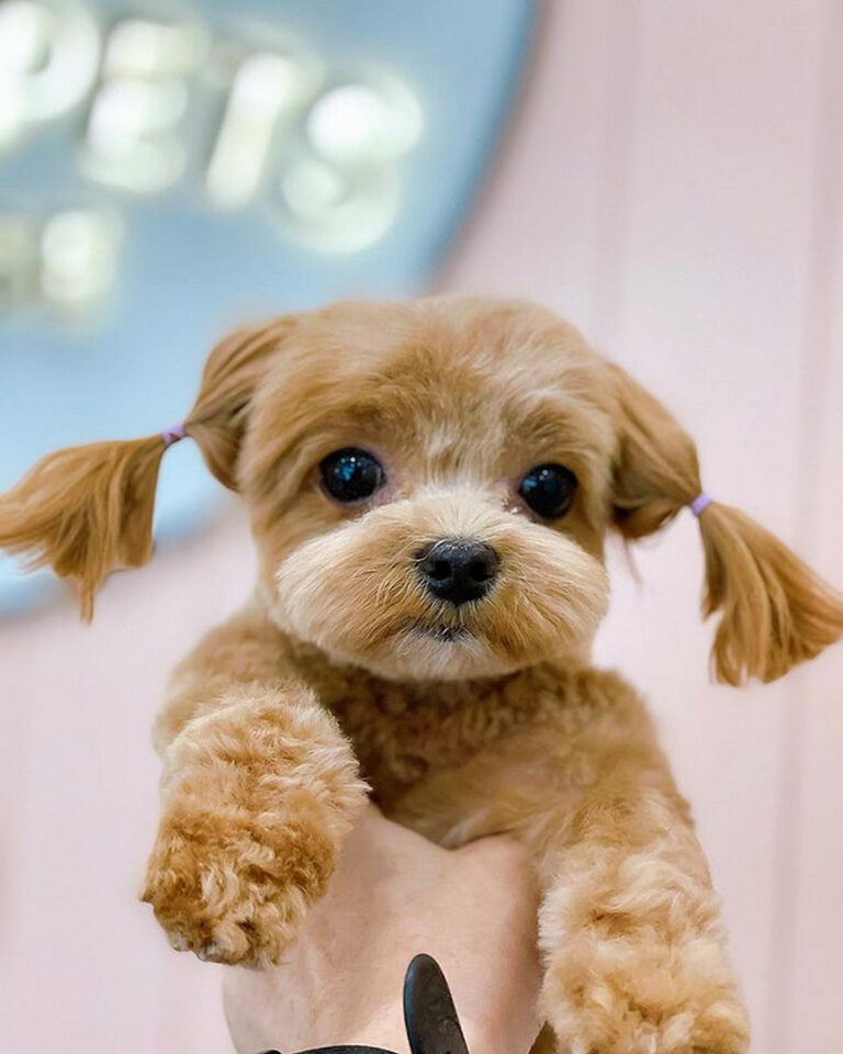 40 Adorable Poodle Haircuts Ideas for Your Pup's Next Grooming - Hood MWR