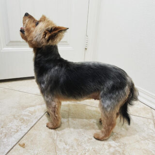 36 Adorable Yorkie Haircuts for Fashionable Look - Hood MWR