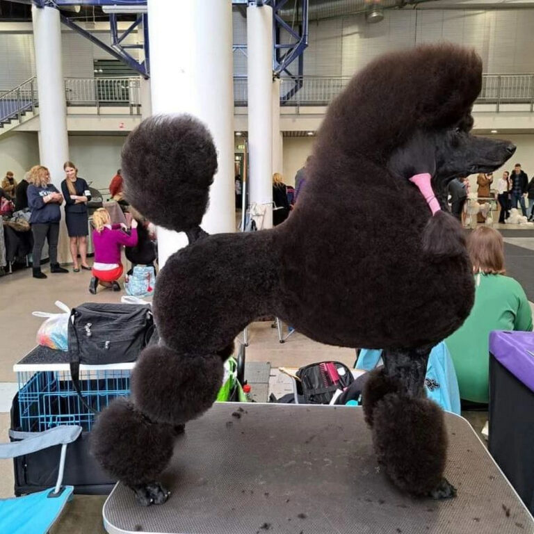 40 Adorable Poodle Haircuts Ideas for Your Pup's Next Grooming - Hood MWR