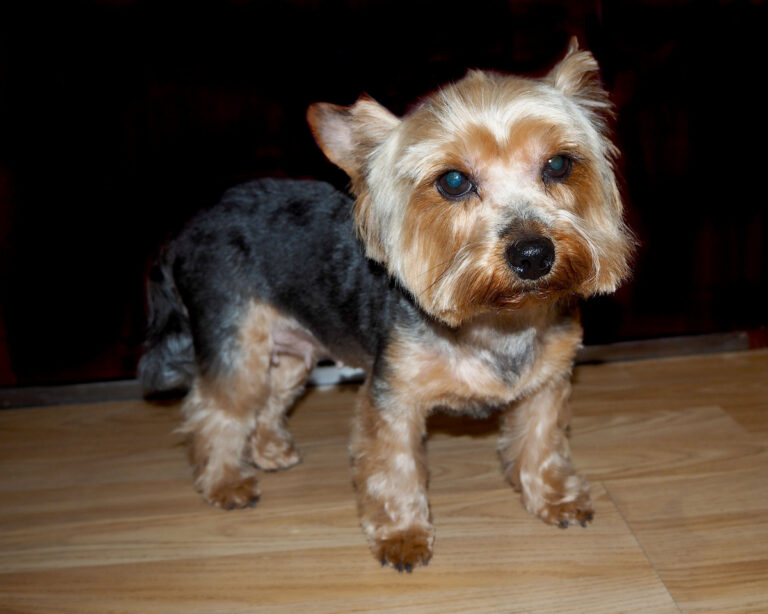 36 Adorable Yorkie Haircuts for Fashionable Look - Hood MWR