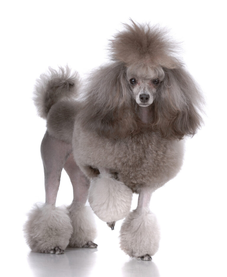 40 Adorable Poodle Haircuts Ideas for Your Pup's Next Grooming - Hood MWR