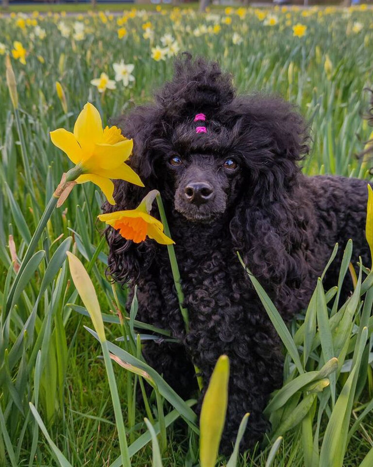40 Adorable Poodle Haircuts Ideas for Your Pup's Next Grooming - Hood MWR