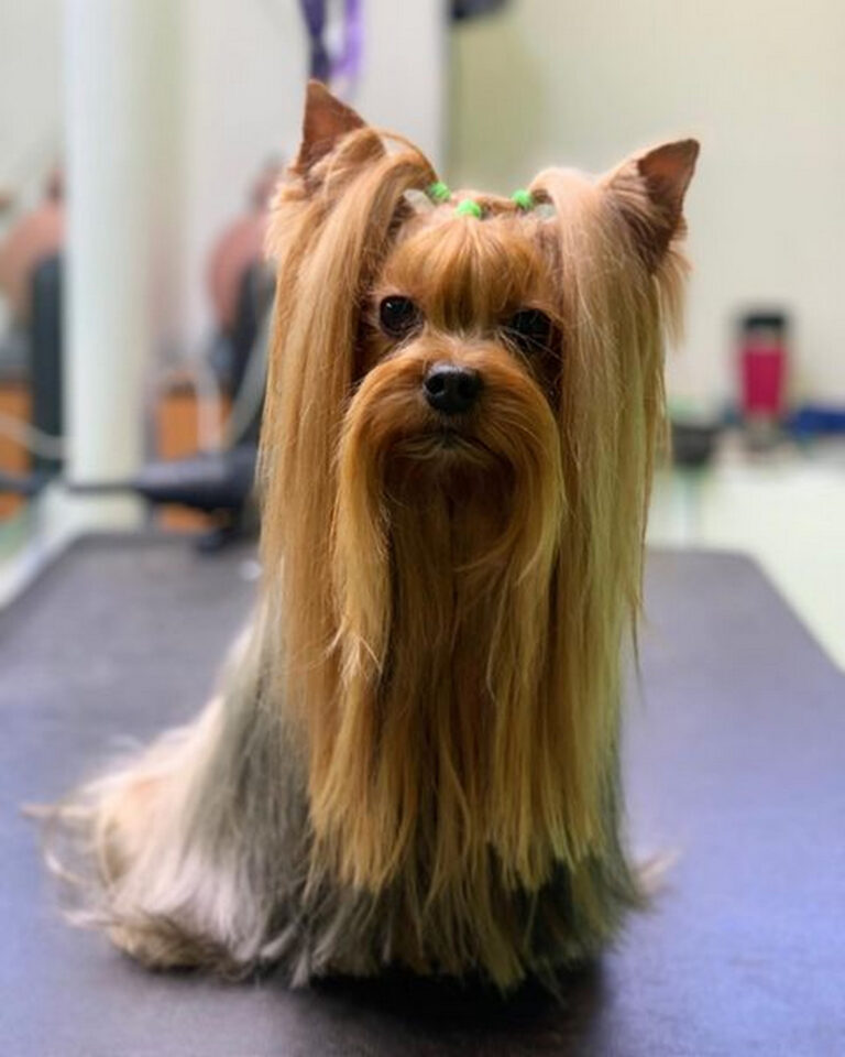 36 Adorable Yorkie Haircuts for Fashionable Look - Hood MWR