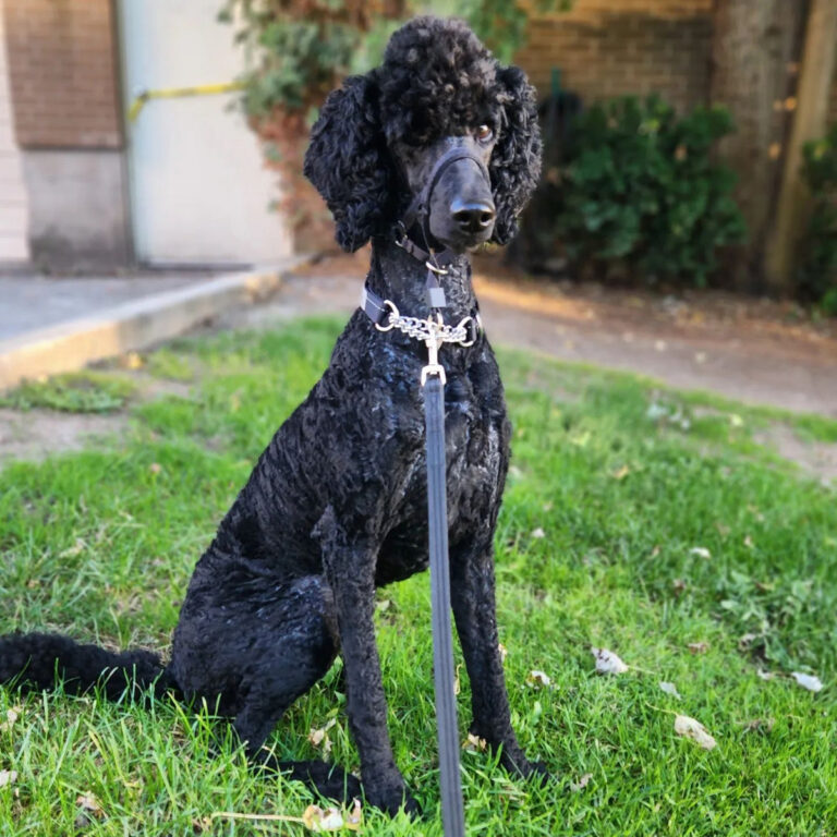 40 Adorable Poodle Haircuts Ideas for Your Pup's Next Grooming - Hood MWR