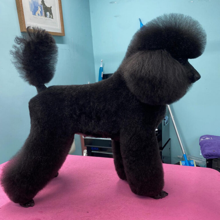 40 Adorable Poodle Haircuts Ideas for Your Pup's Next Grooming - Hood MWR
