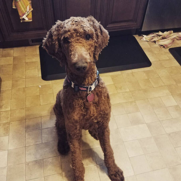 40 Adorable Poodle Haircuts Ideas for Your Pup's Next Grooming - Hood MWR