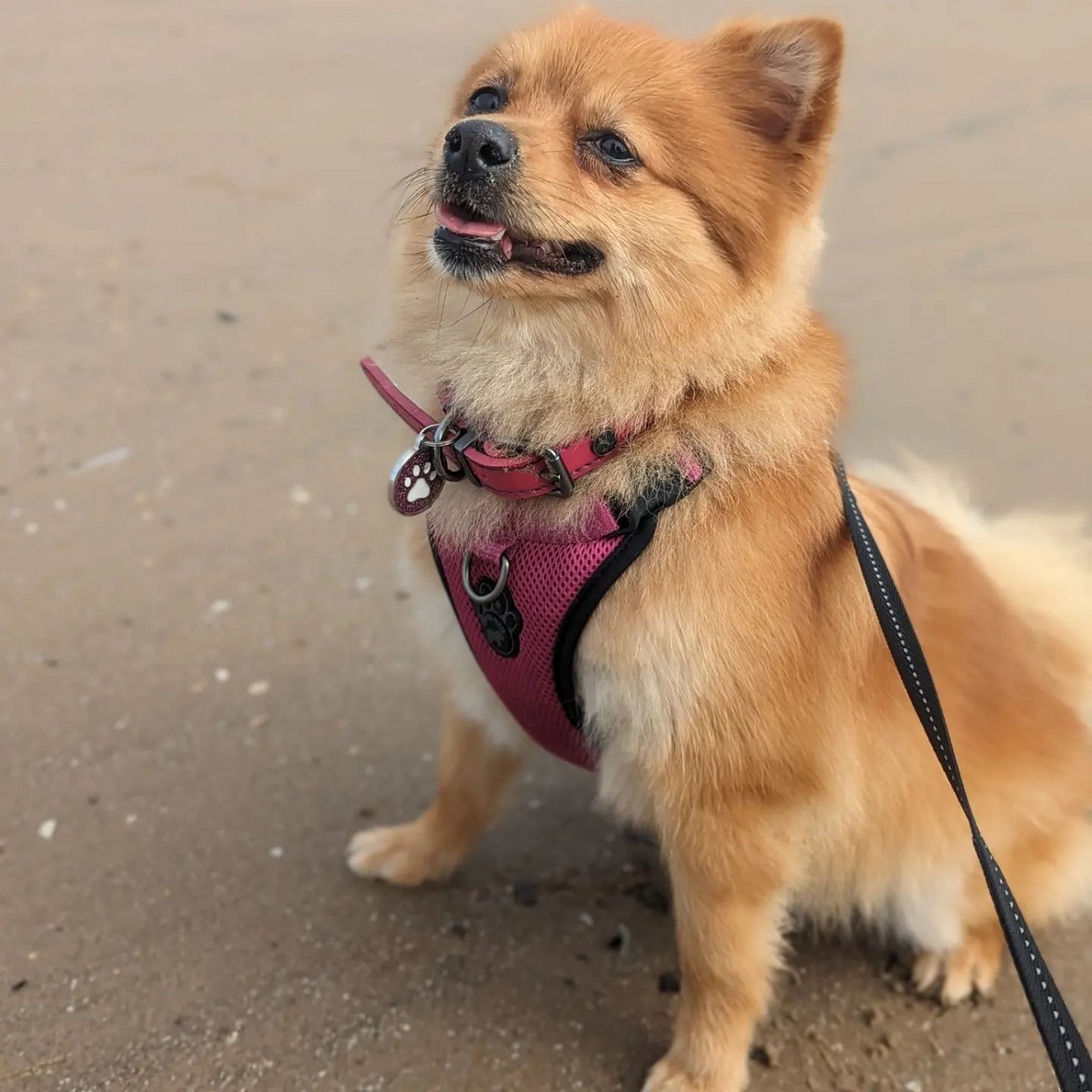 35 Pomeranian Haircuts Ideas For Dog Lovers - Hood MWR