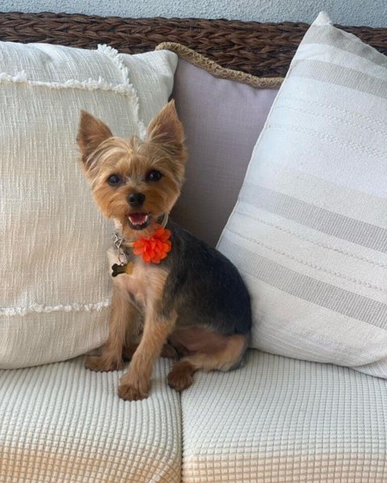 36 Adorable Yorkie Haircuts for Fashionable Look - Hood MWR