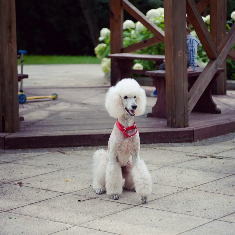 40 Adorable Poodle Haircuts Ideas for Your Pup's Next Grooming - Hood MWR
