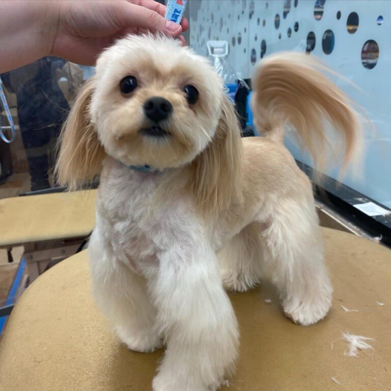 36 Adorable Yorkie Haircuts for Fashionable Look - Hood MWR