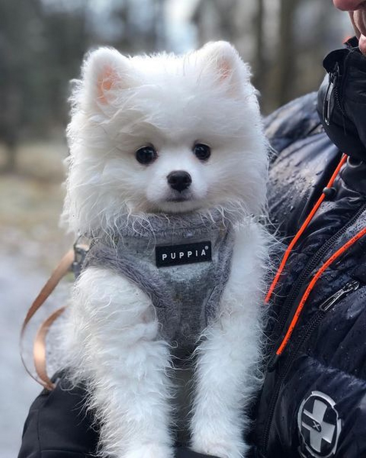 35 Pomeranian Haircuts Ideas For Dog Lovers - Hood MWR