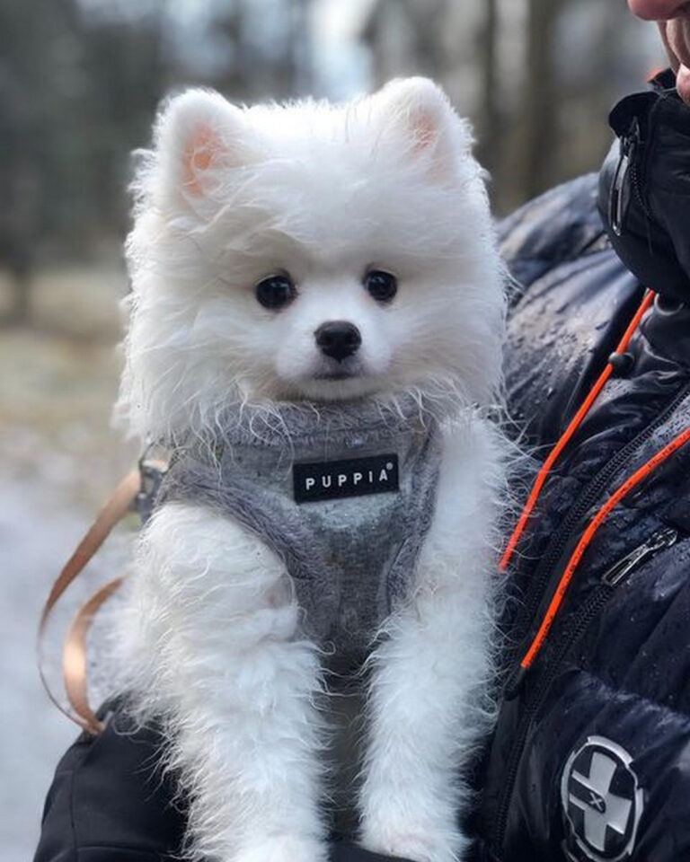35 Pomeranian Haircuts Ideas For Dog Lovers - Hood MWR