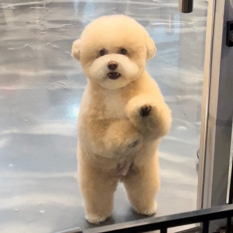 40 Adorable Poodle Haircuts Ideas for Your Pup's Next Grooming - Hood MWR