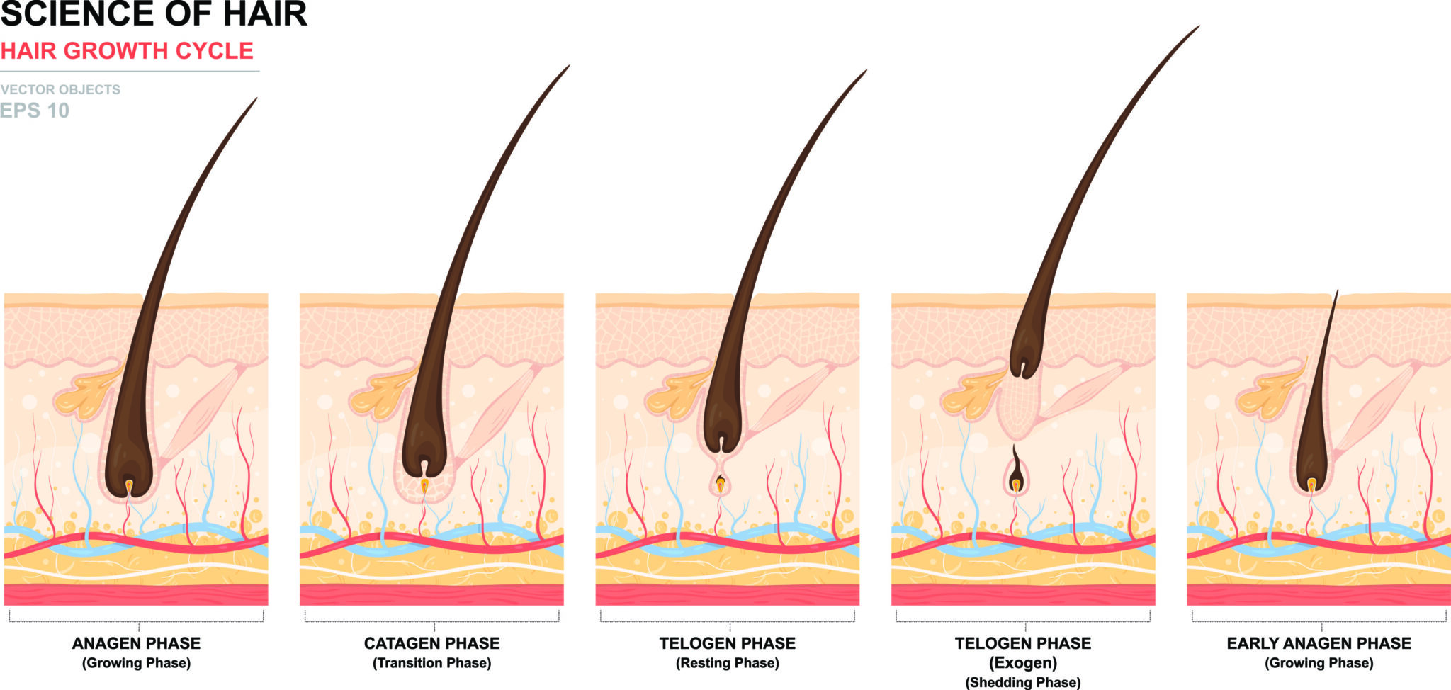 Hair Growth Calculator: Growth Time and Hair Length - Hood MWR
