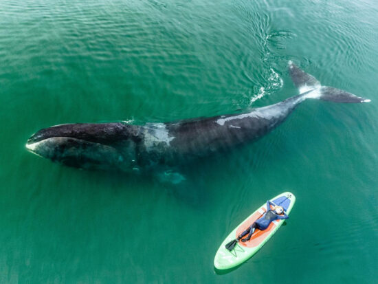 20 Heaviest Whales In the World