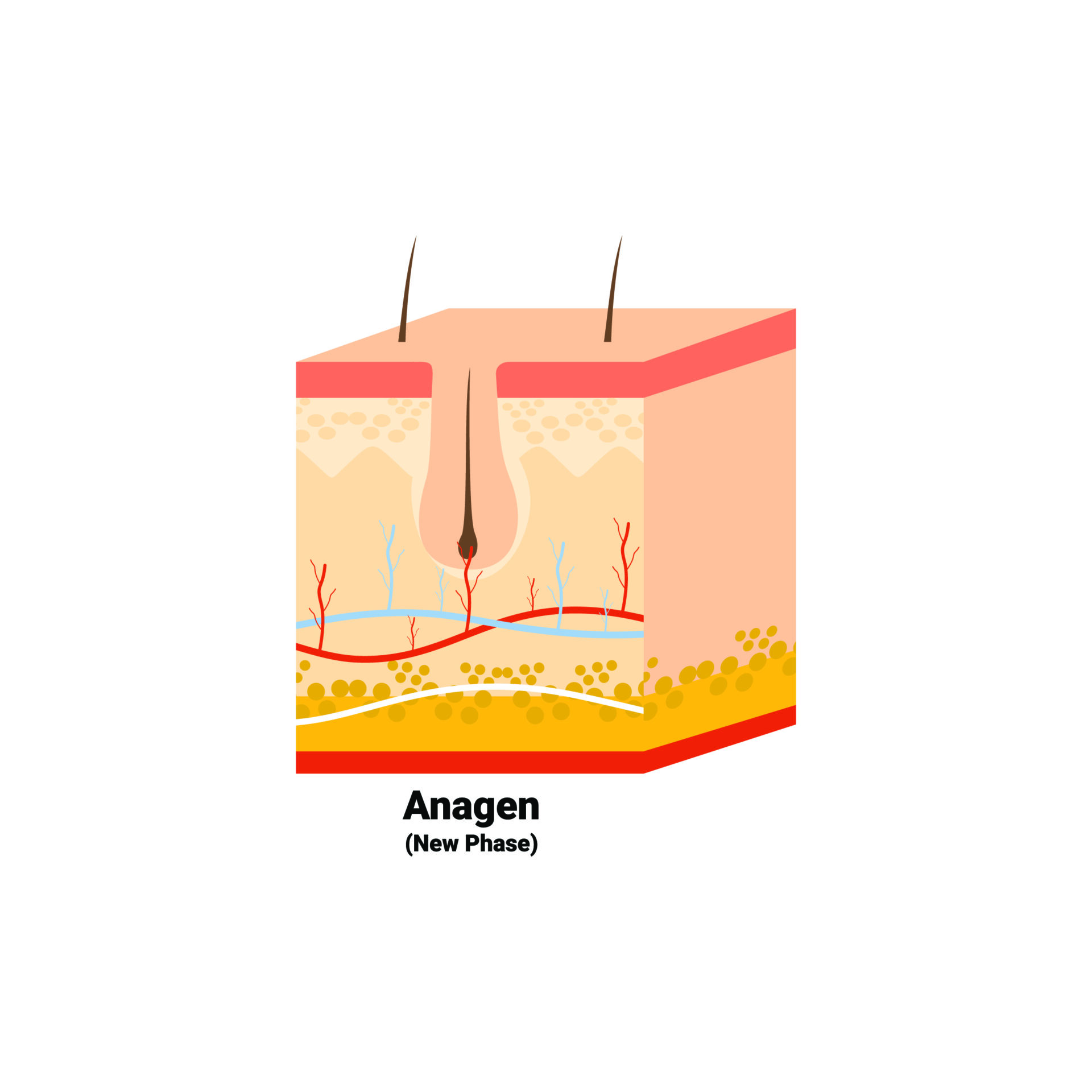 How Many Hairs Are On A Human Head? - Hood MWR