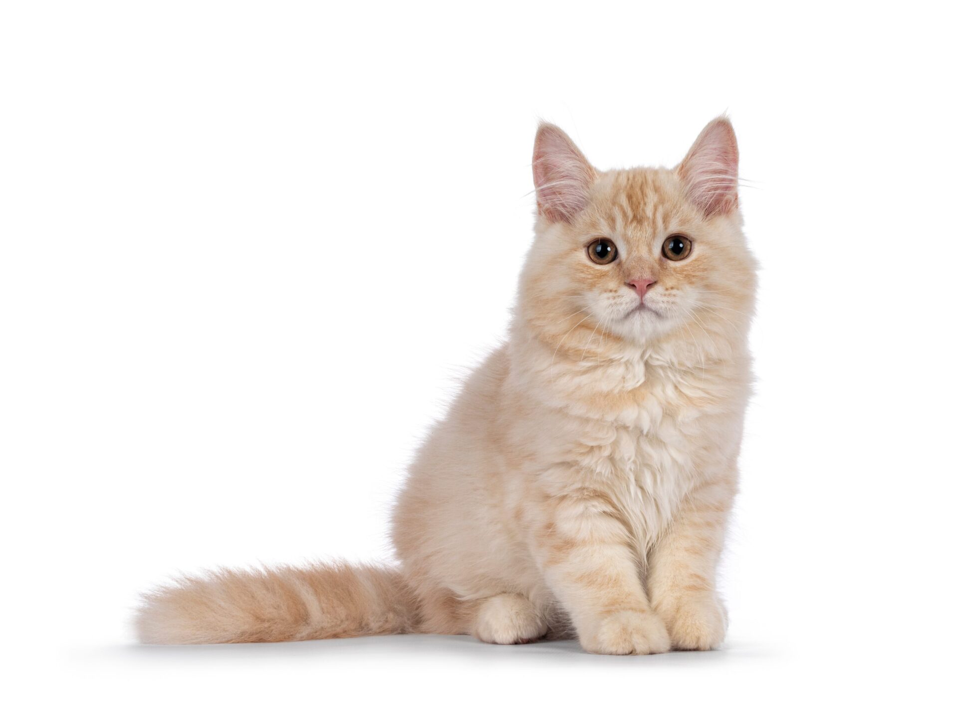 28 Cute Long Hair Cats With Pictures - Hood MWR