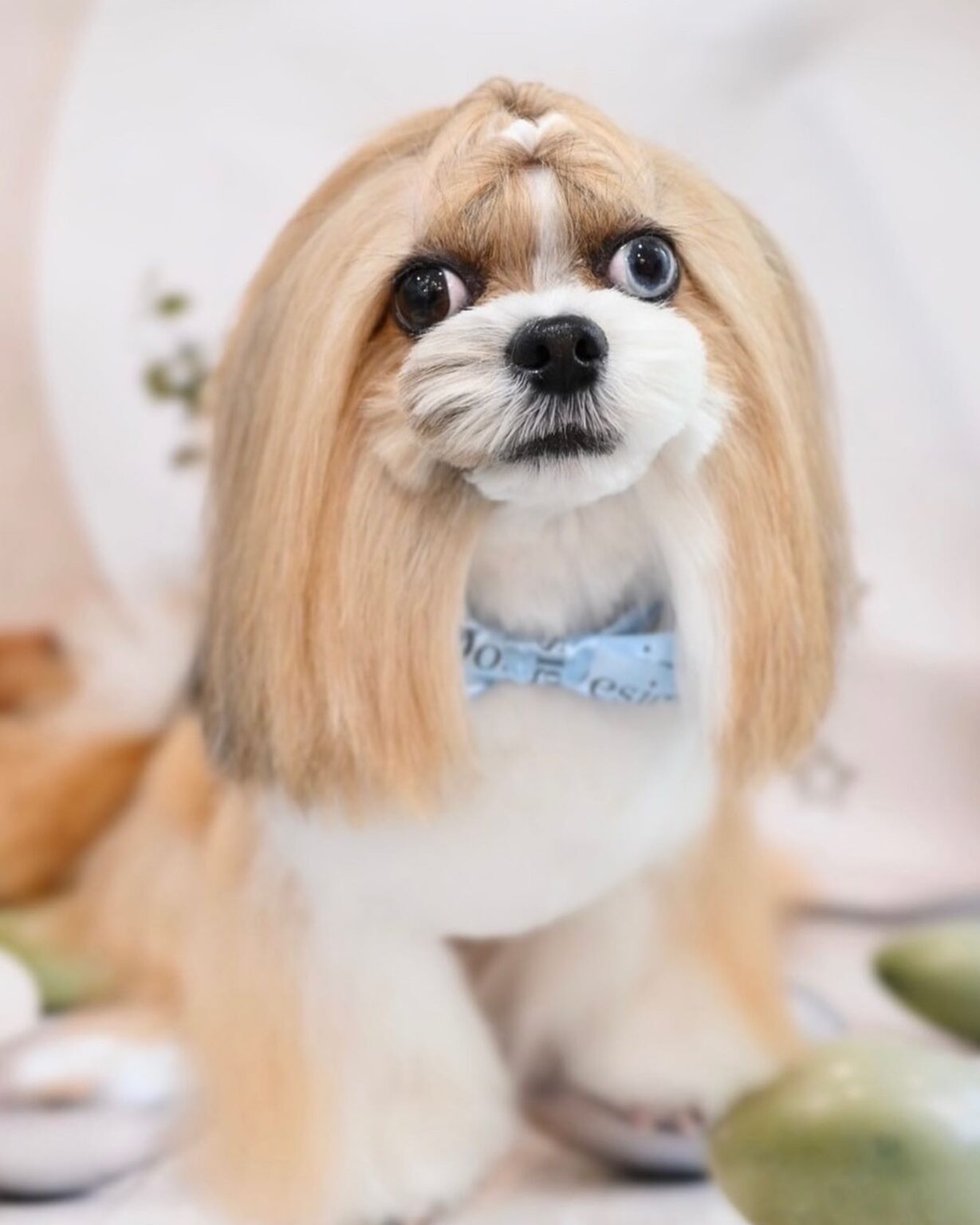 39 Shih Tzu Hairstyles: from Long to Short Haircuts - Hood MWR