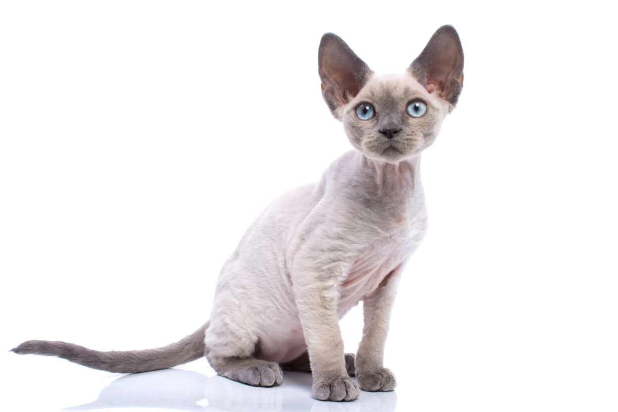 Top 35 Short Cats Hair Ideas and Inspirations - Hood MWR