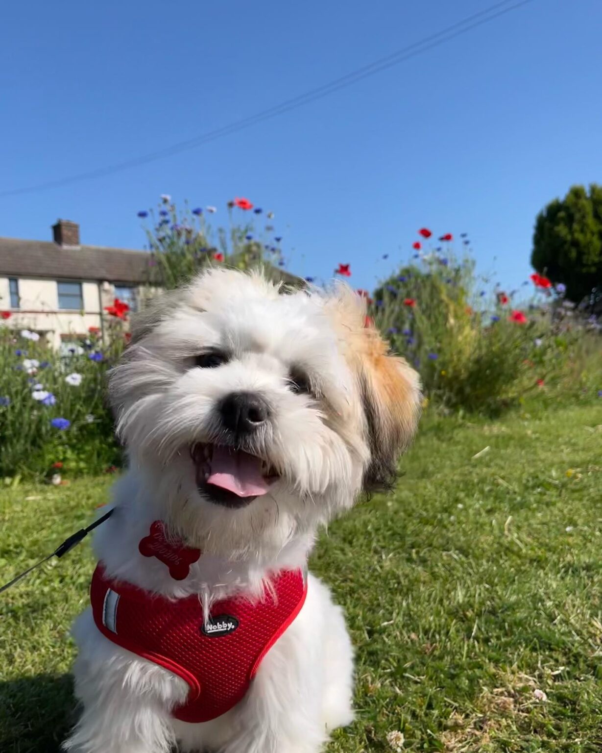 39 Shih Tzu Hairstyles: from Long to Short Haircuts - Hood MWR