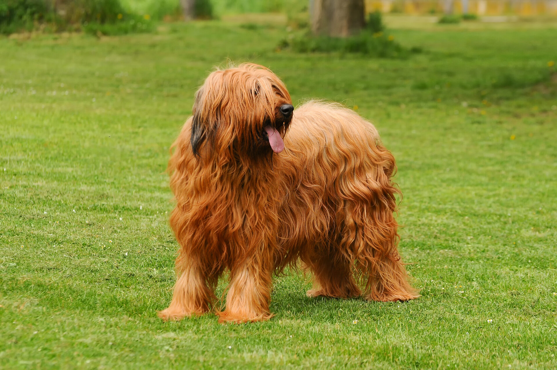 45 Long-Hair Dogs that will Steal Your Heart: Elegance and Grace - Hood MWR