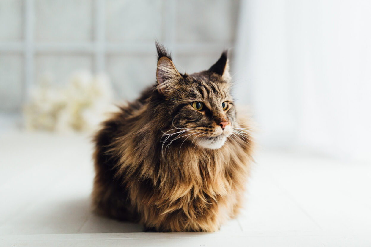 28 Cute Long Hair Cats With Pictures - Hood MWR