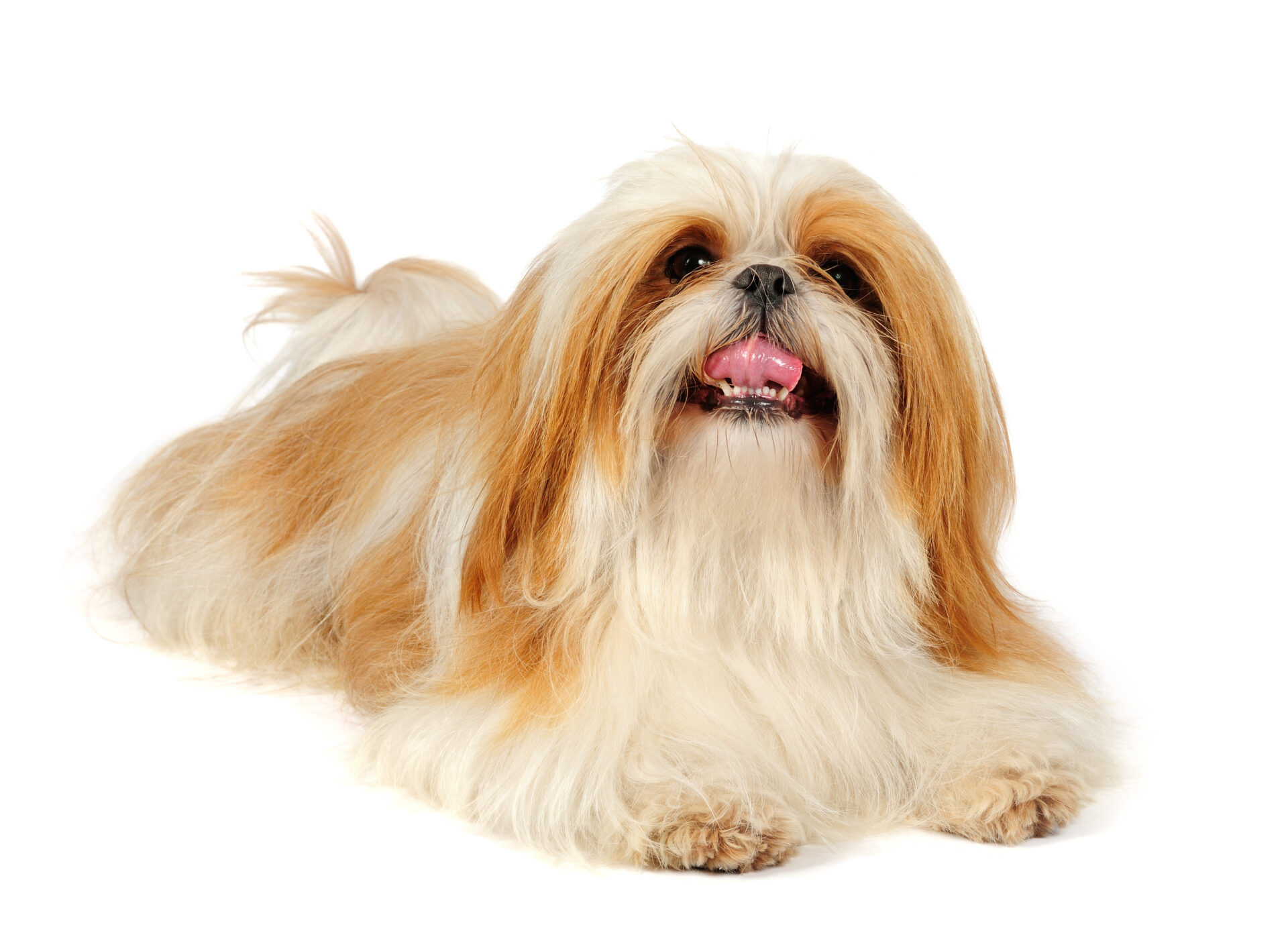 39 Shih Tzu Hairstyles: from Long to Short Haircuts - Hood MWR