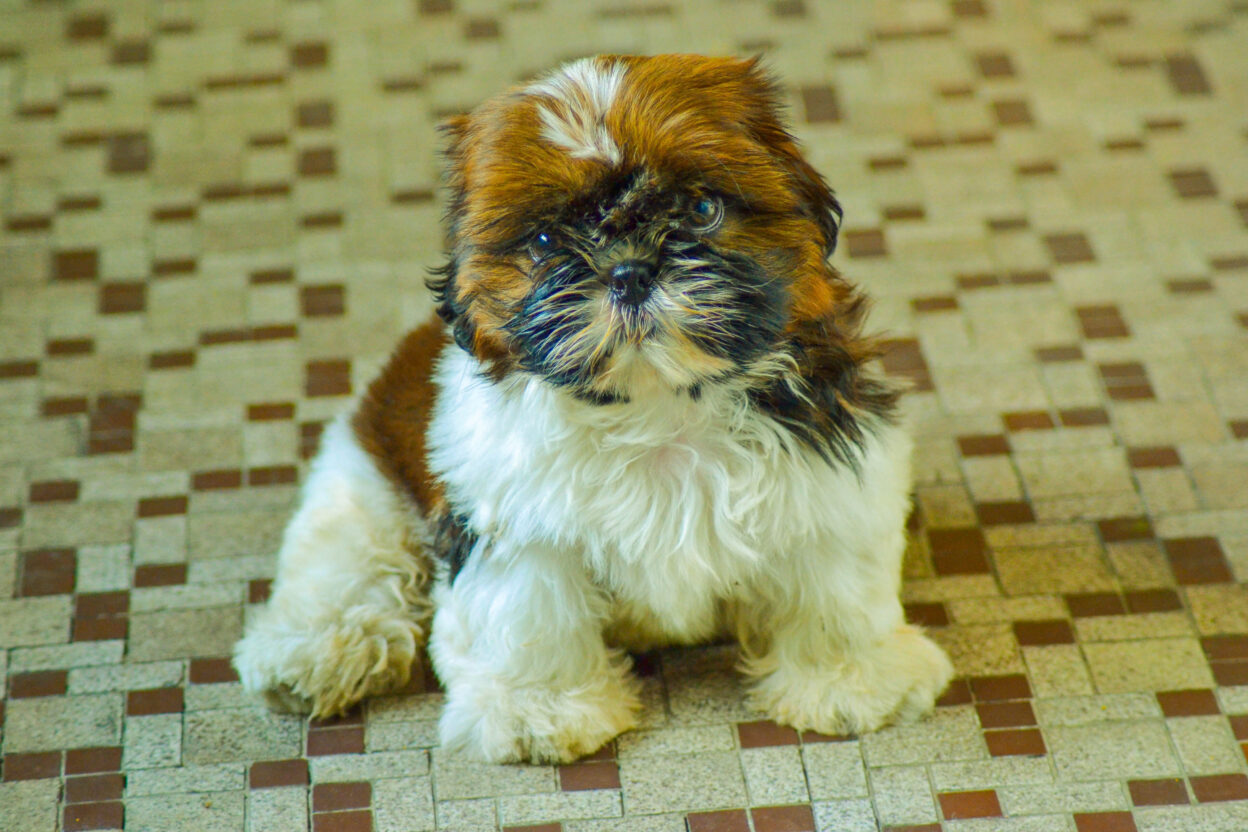 39 Shih Tzu Hairstyles: from Long to Short Haircuts - Hood MWR