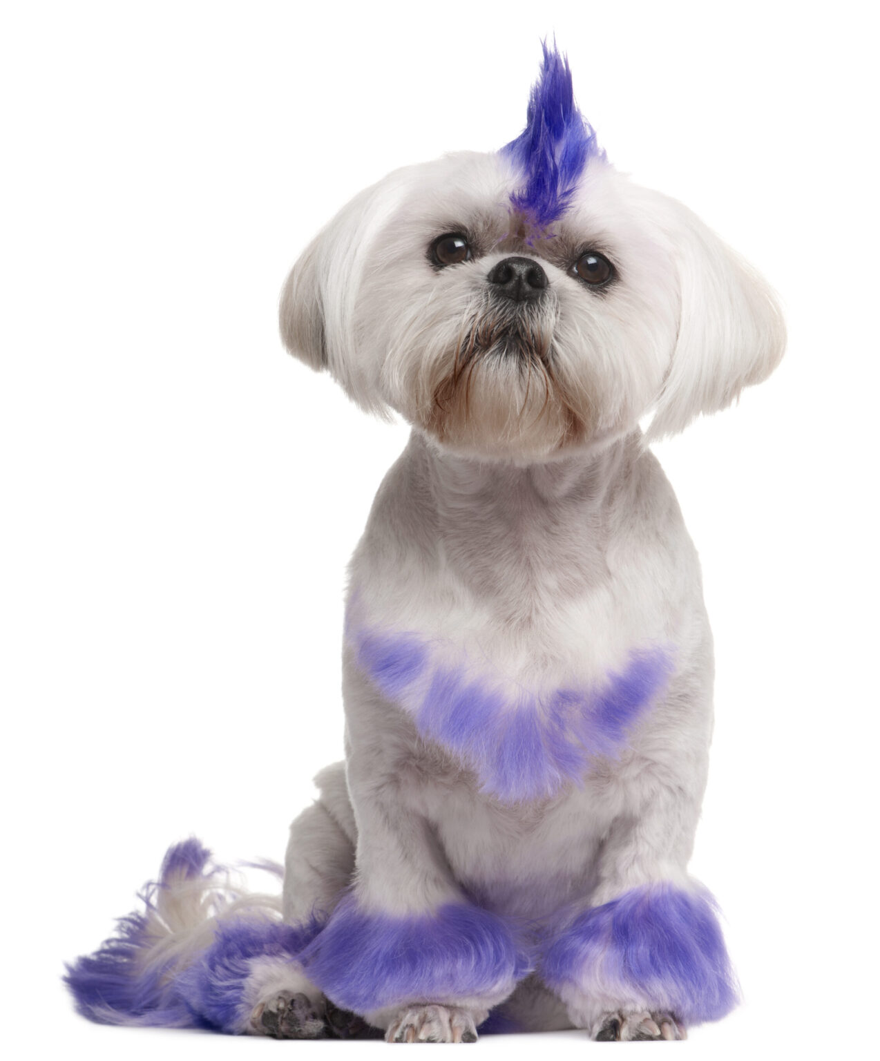 39 Shih Tzu Hairstyles: from Long to Short Haircuts - Hood MWR