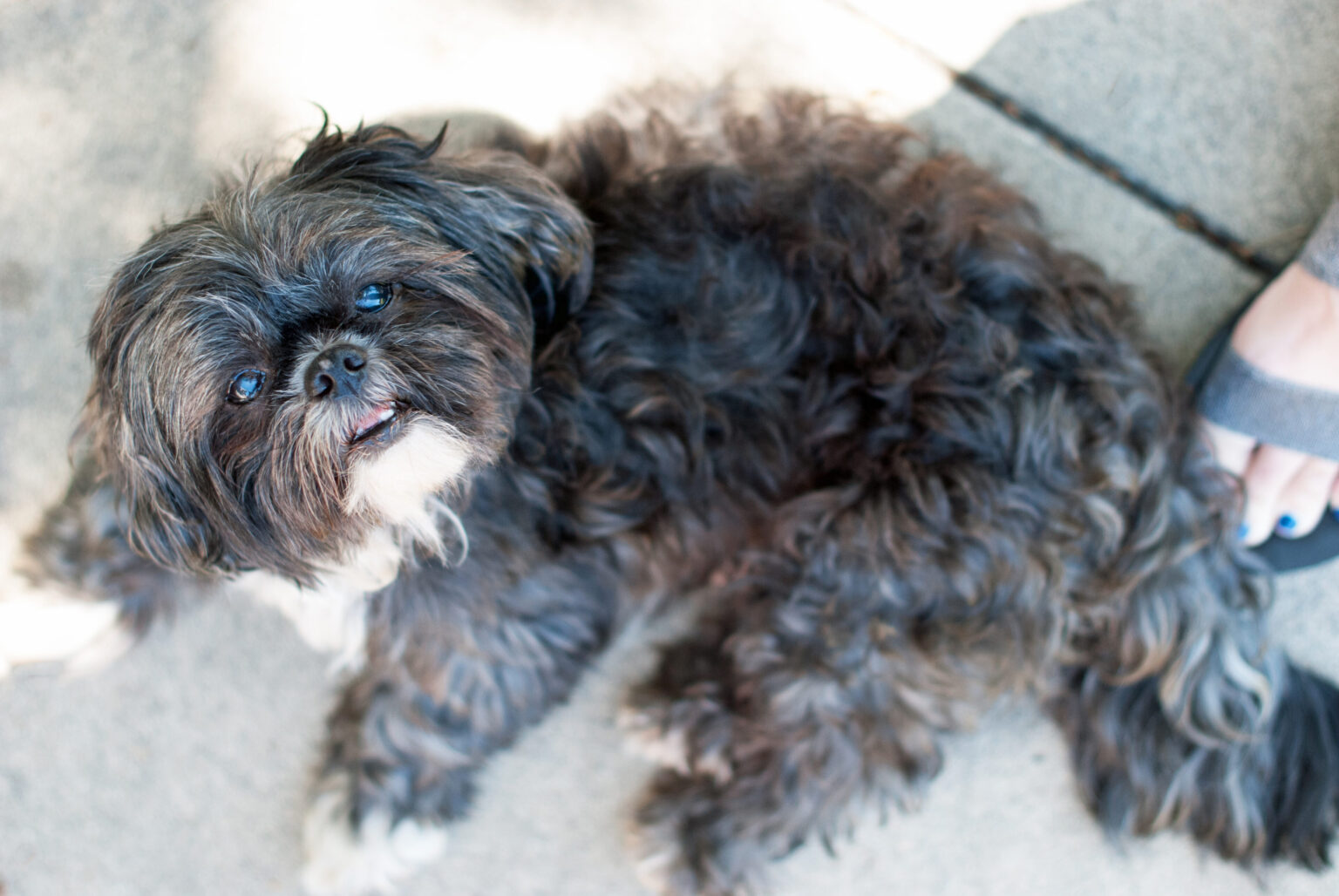 39 Shih Tzu Hairstyles: from Long to Short Haircuts - Hood MWR
