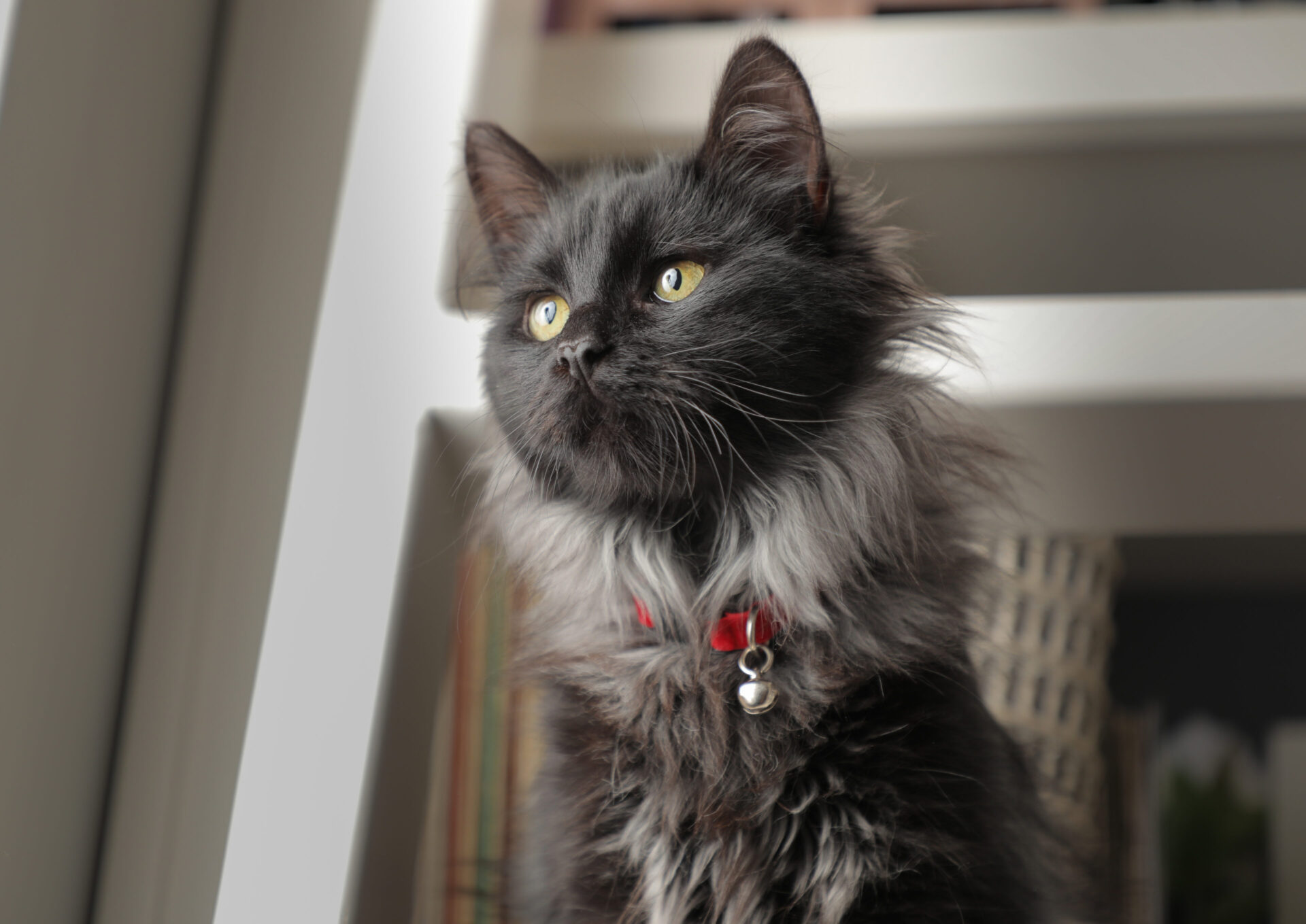 28 Cute Long Hair Cats With Pictures - Hood MWR