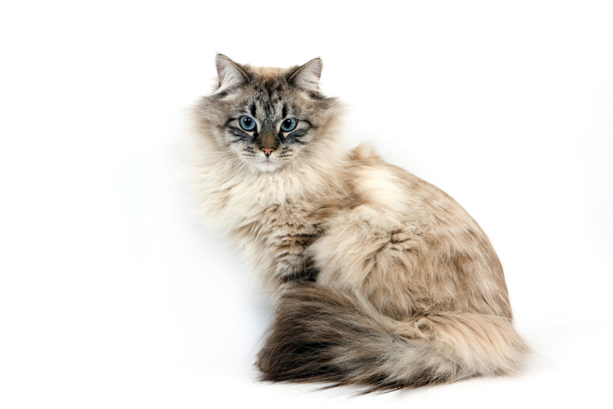 28 Cute Long Hair Cats With Pictures - Hood MWR