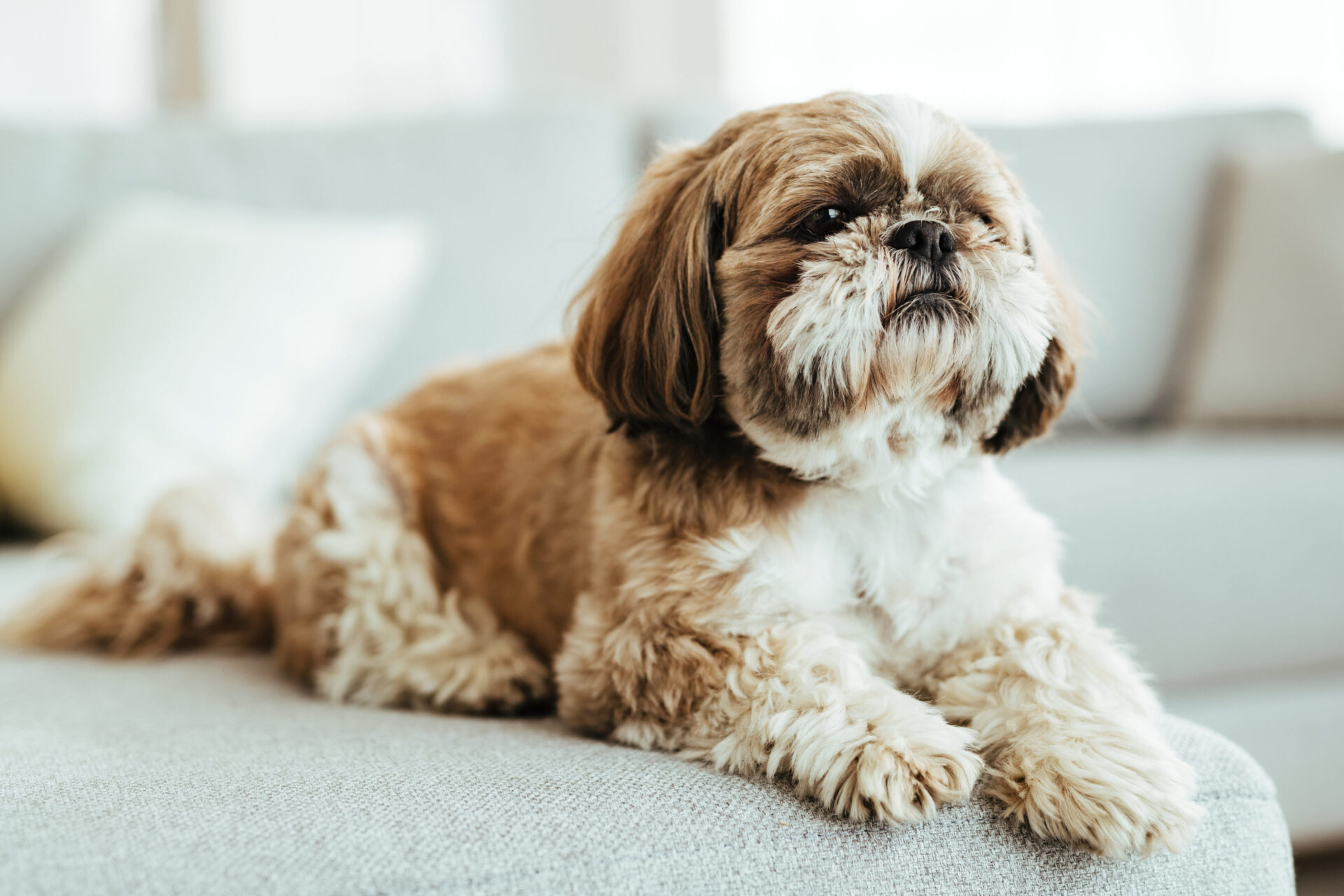 39 Shih Tzu Hairstyles: from Long to Short Haircuts - Hood MWR