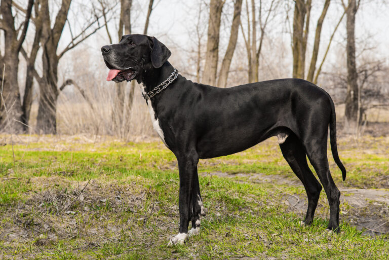 35 Short-Haired Dog Breeds Perfect for Low-Maintenance Pet Owners ...