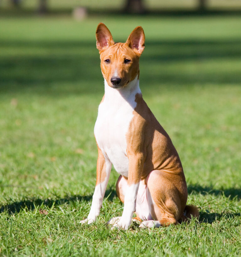 35 Short-Haired Dog Breeds Perfect for Low-Maintenance Pet Owners ...